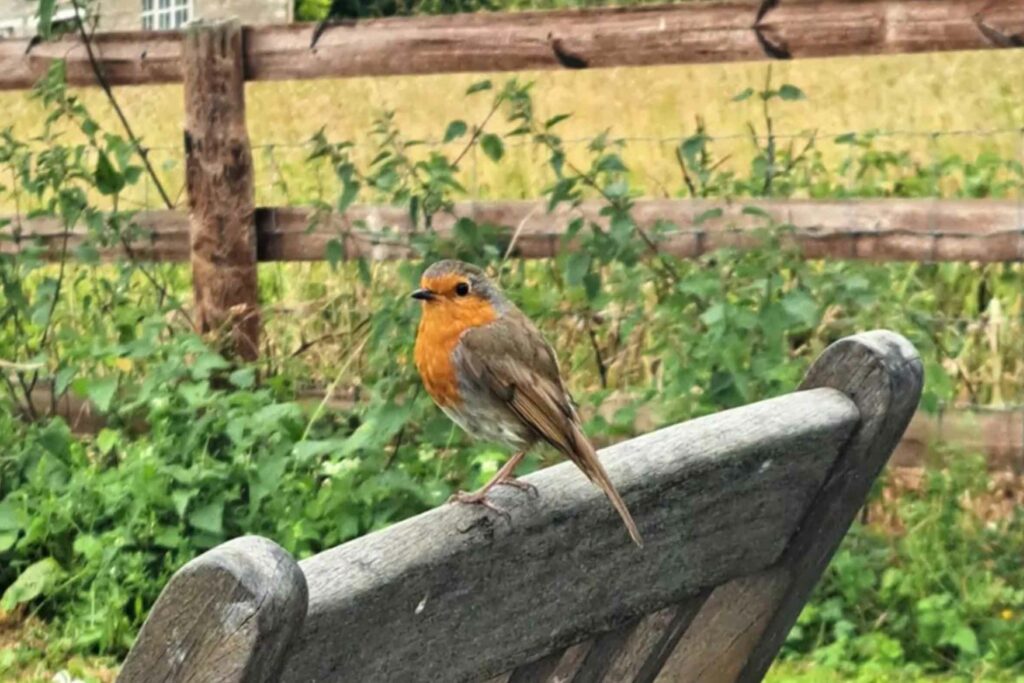 CAFÉ COLN Coln Community Stores